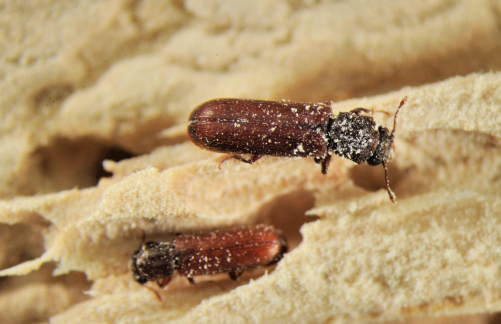 Splintholzkäfer – Museumsschädlinge - Prävention · Monitoring ...