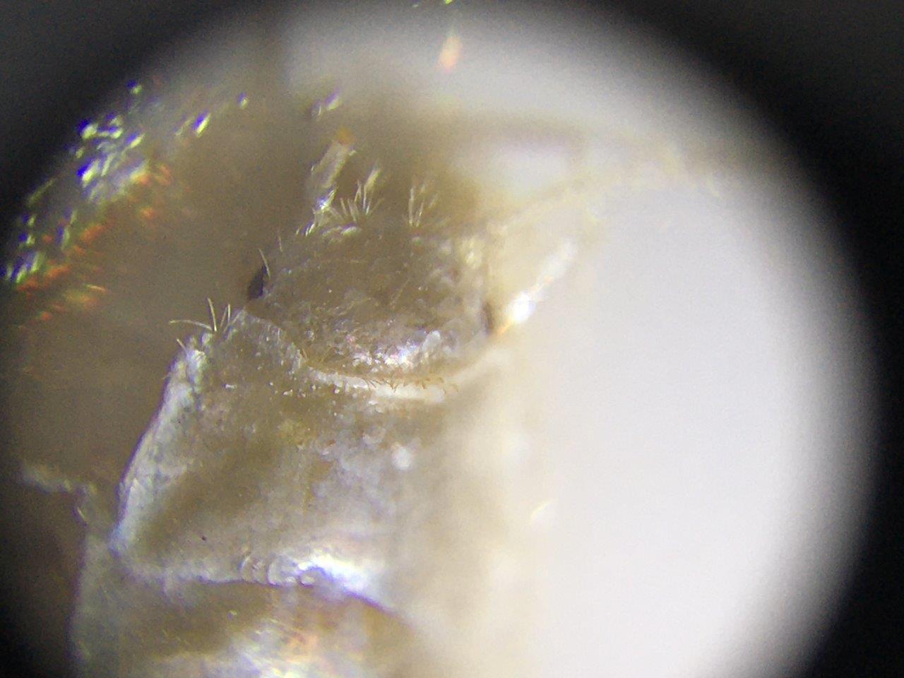 Geisterfischchen – Museumsschädlinge - Prävention · Monitoring ...