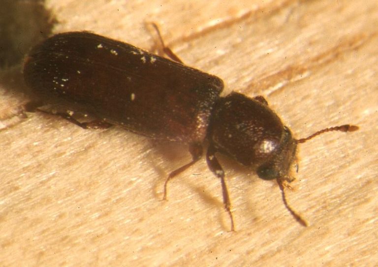 Splintholzkäfer – Museumsschädlinge - Prävention · Monitoring ...