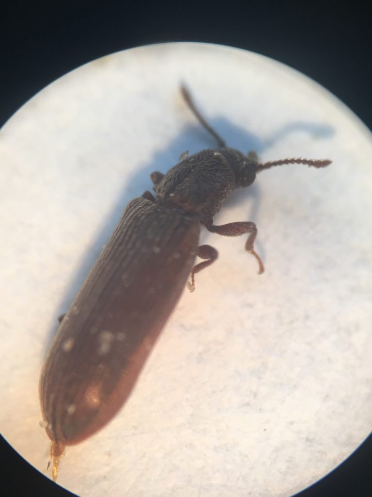 Splintholzkäfer – Museumsschädlinge - Prävention · Monitoring ...