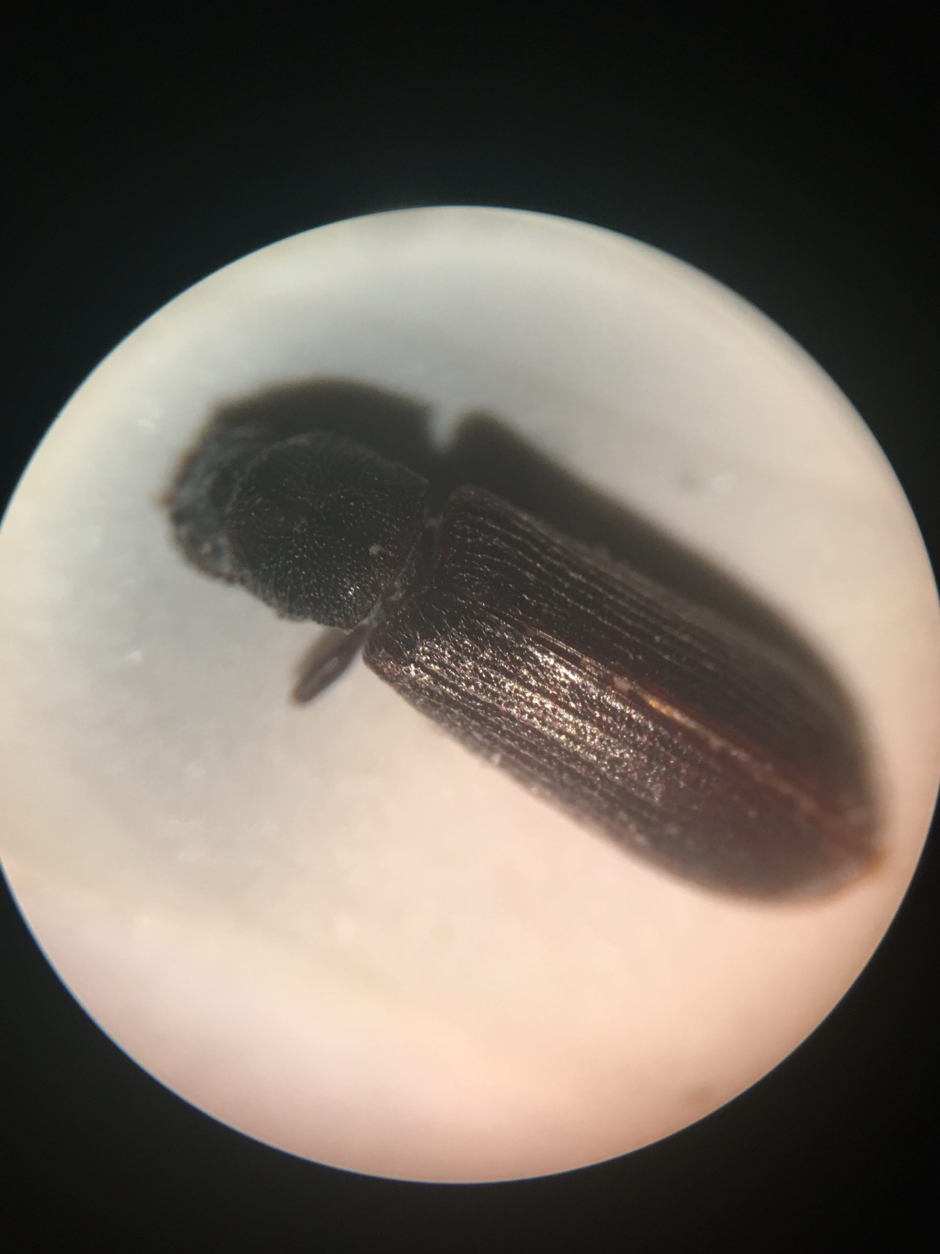 Splintholzkäfer – Museumsschädlinge - Prävention · Monitoring ...