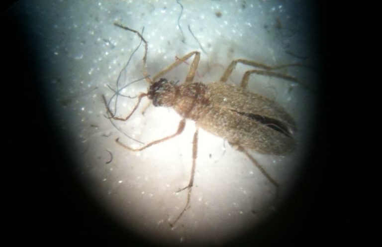 Odd beetle – Museumsschädlinge - Prävention · Monitoring · Lösungen ...