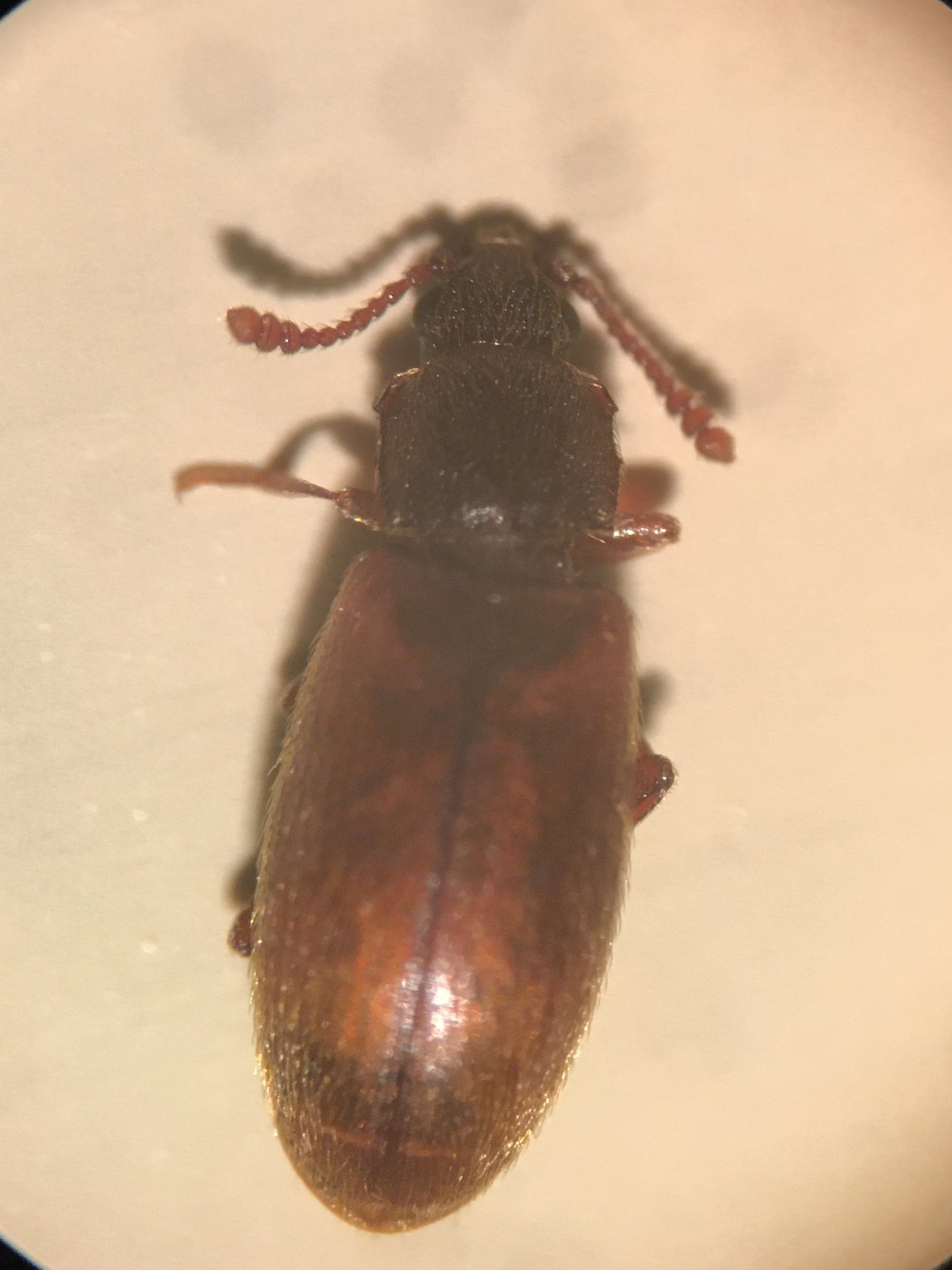 Schimmelkäfer – Museumsschädlinge - Prävention · Monitoring · Lösungen ...